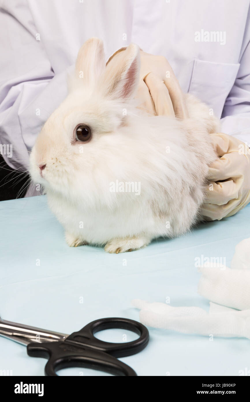 Laboratory rabbit hi-res stock photography and images - Alamy