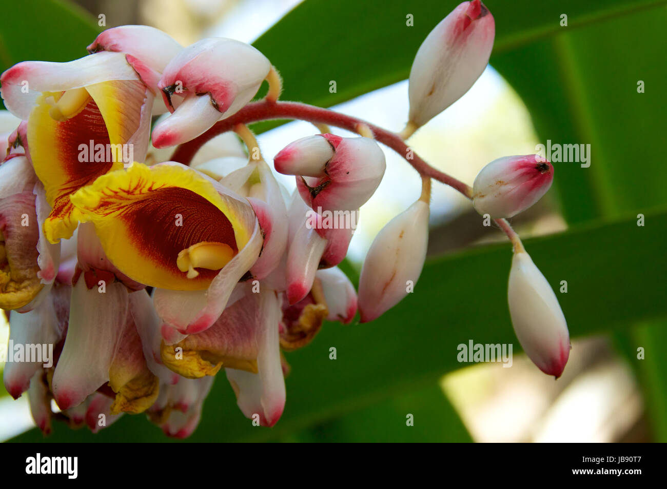 Close up of Shell Ginger flowers in bloom, shot from a low angle Stock ...
