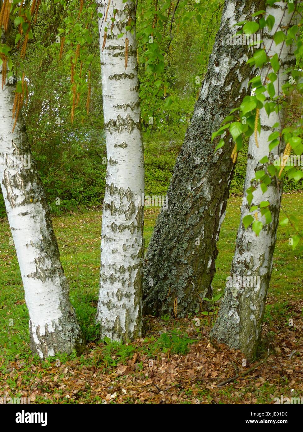 Birkenstamme hi-res stock photography and images - Alamy