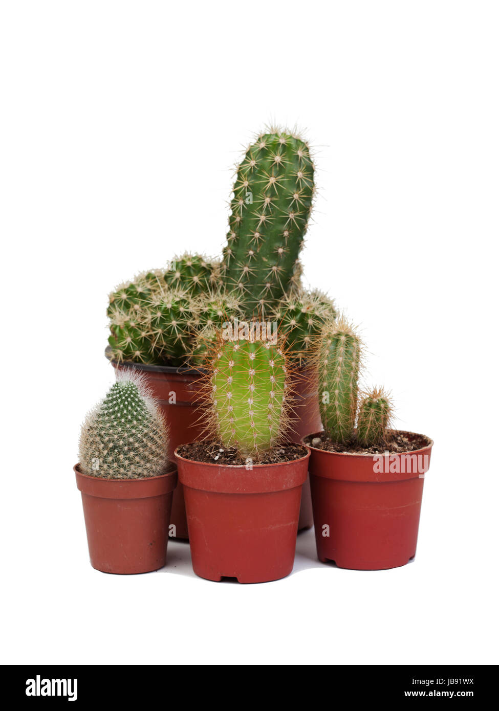 Thorny cactus plants isolated on white background Stock Photo - Alamy