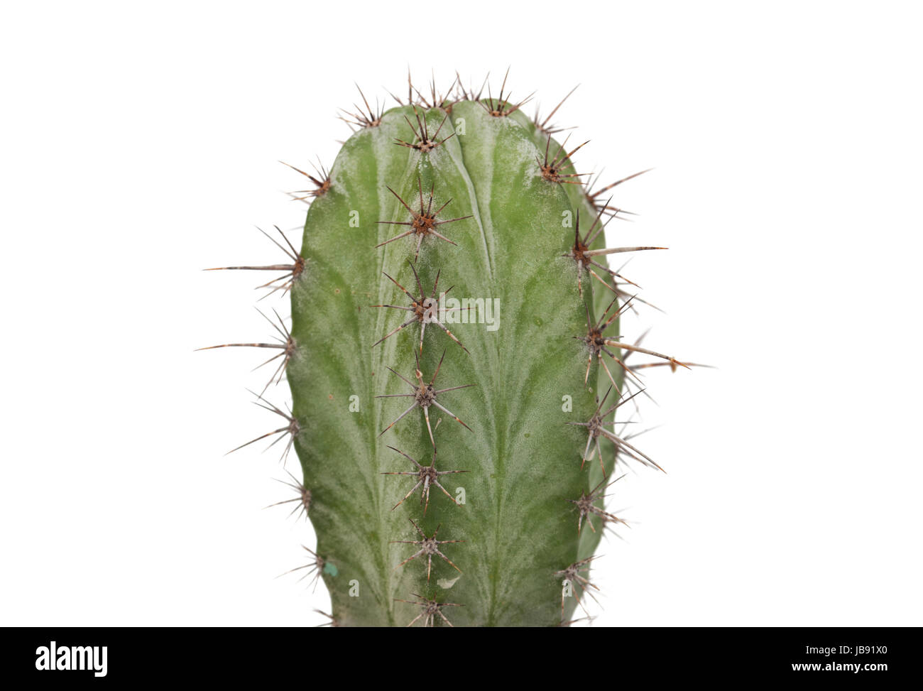 Thorny cactus plant isolated on white background Stock Photo - Alamy