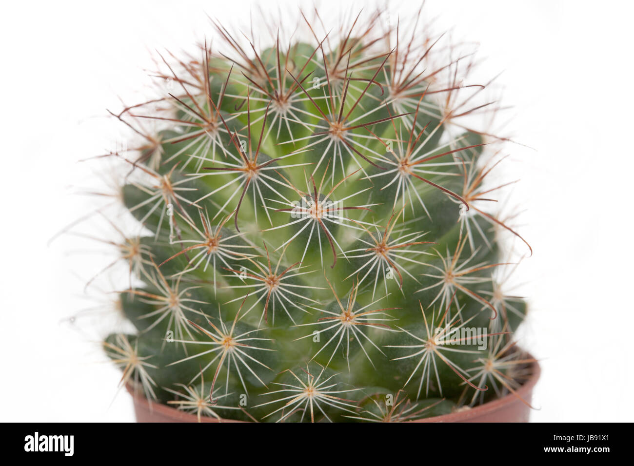 Thorny cactus plant isolated on white background Stock Photo - Alamy