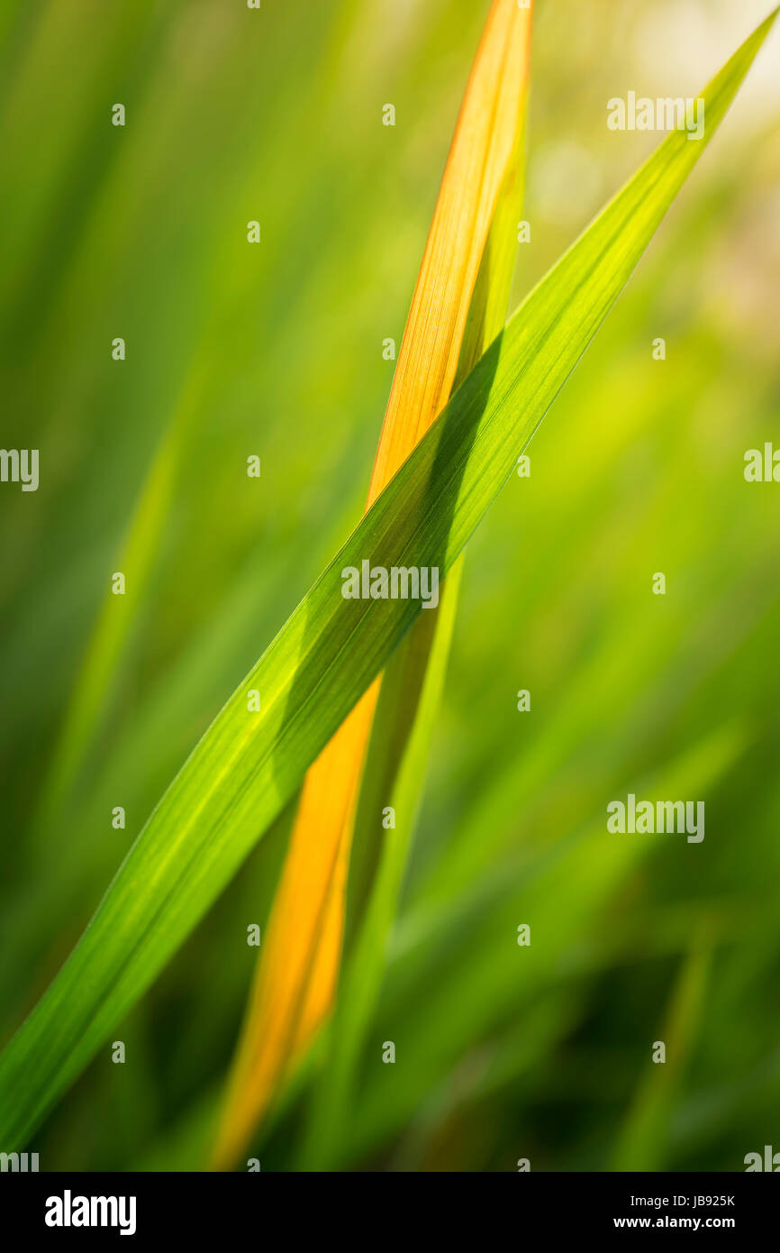 green nature leaf Stock Photo - Alamy