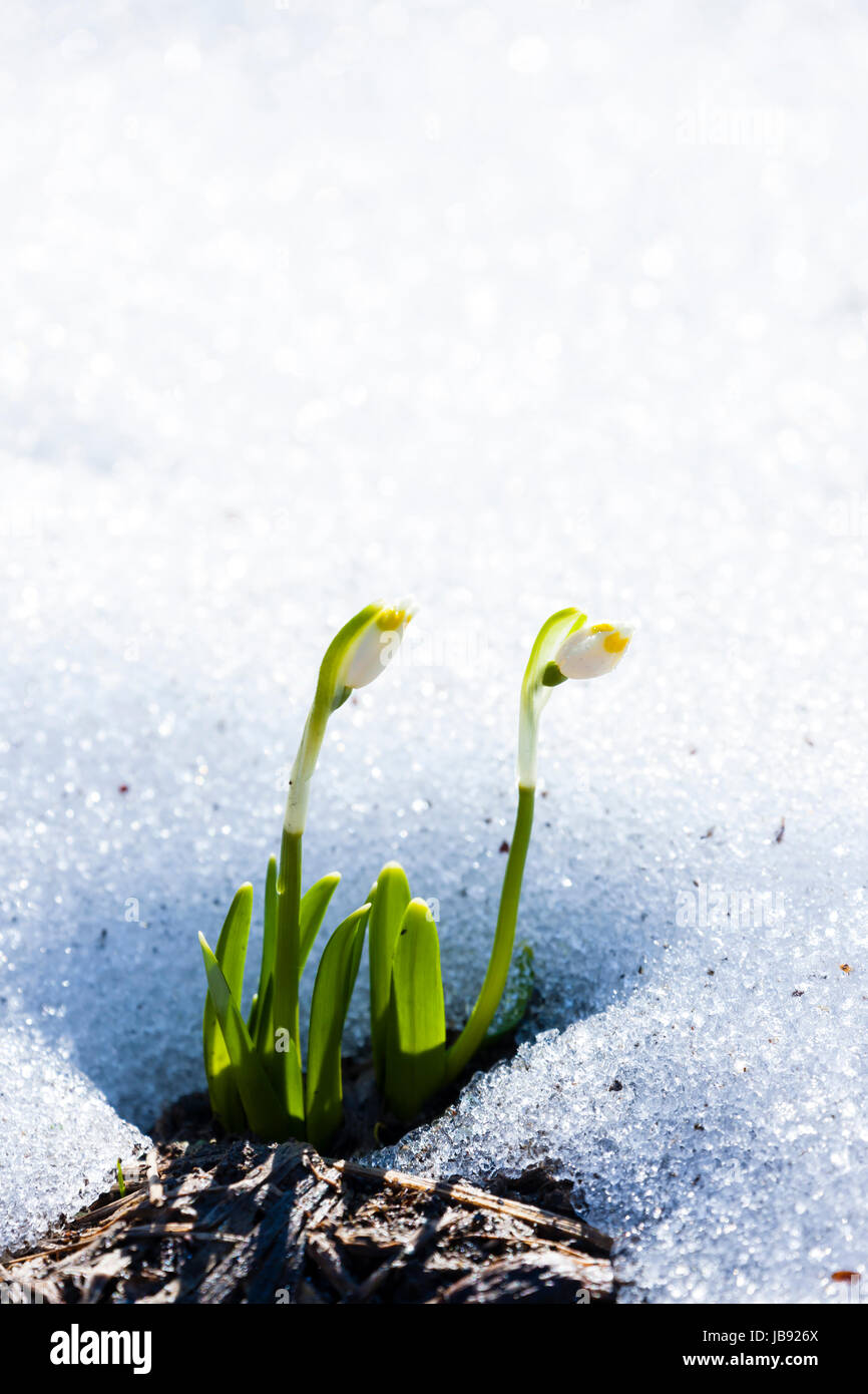 Spring snowlake hi-res stock photography and images - Alamy