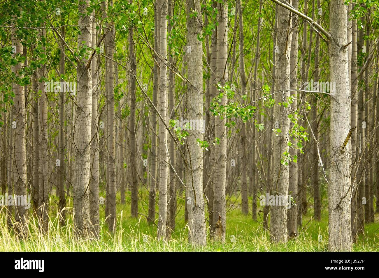 Bright forest detail with many trees Stock Photo - Alamy