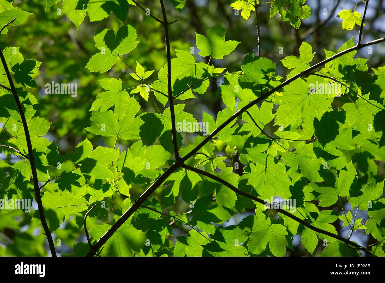 Green leaves of a tree Stock Photo - Alamy