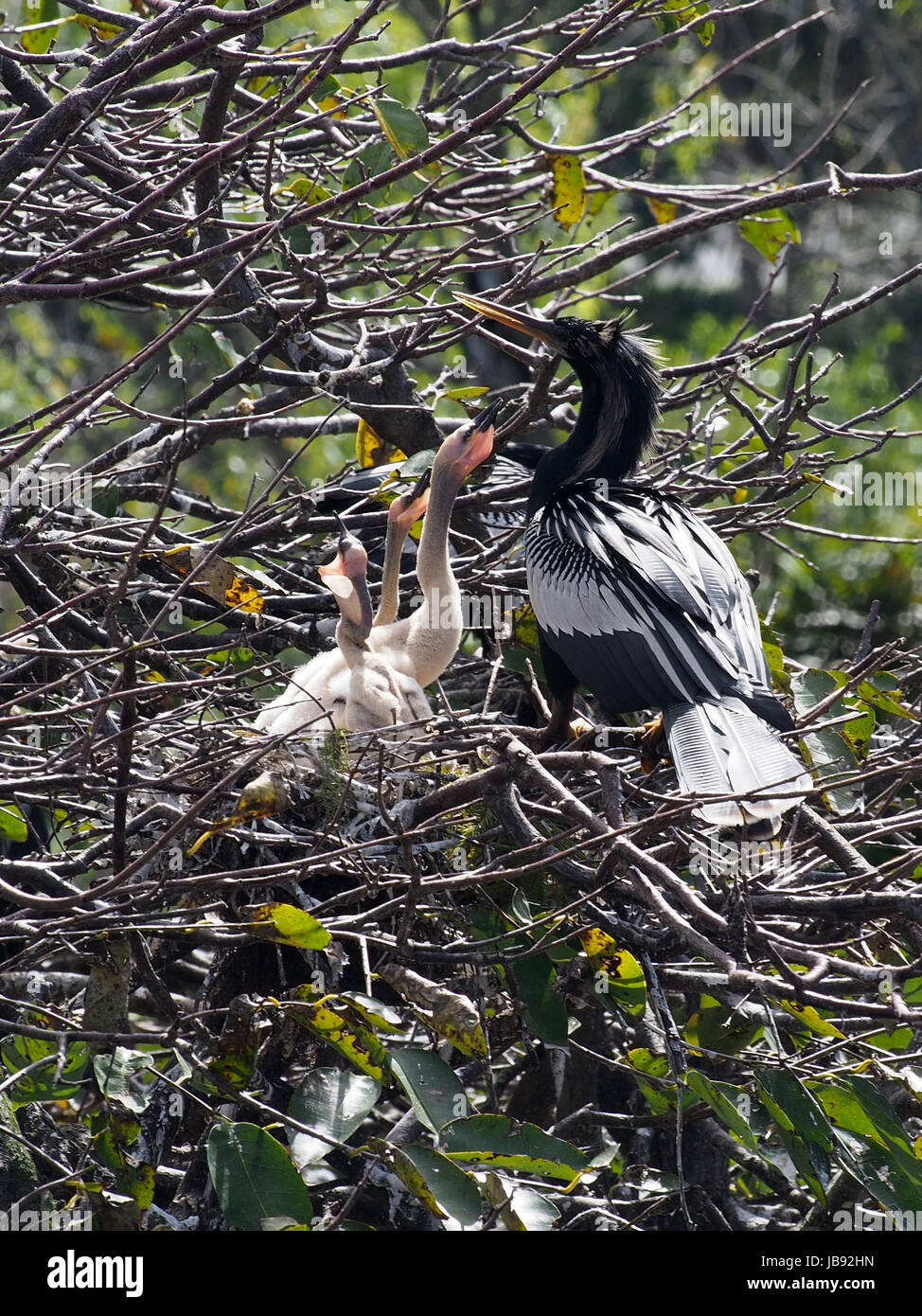 Baby Anhinga hatchlings in the nest with daddy Anhinga Stock Photo - Alamy