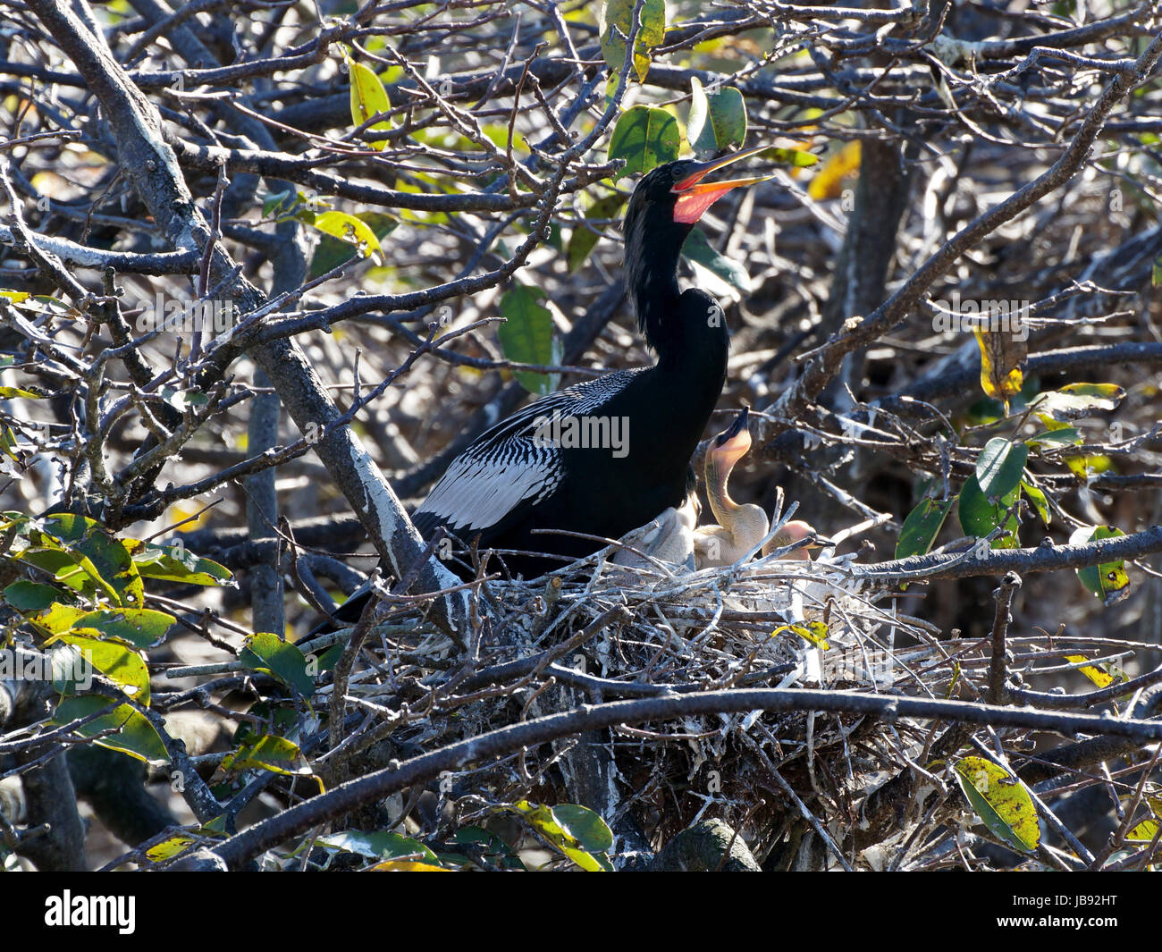 Anhinga male black plumage hi-res stock photography and images - Alamy