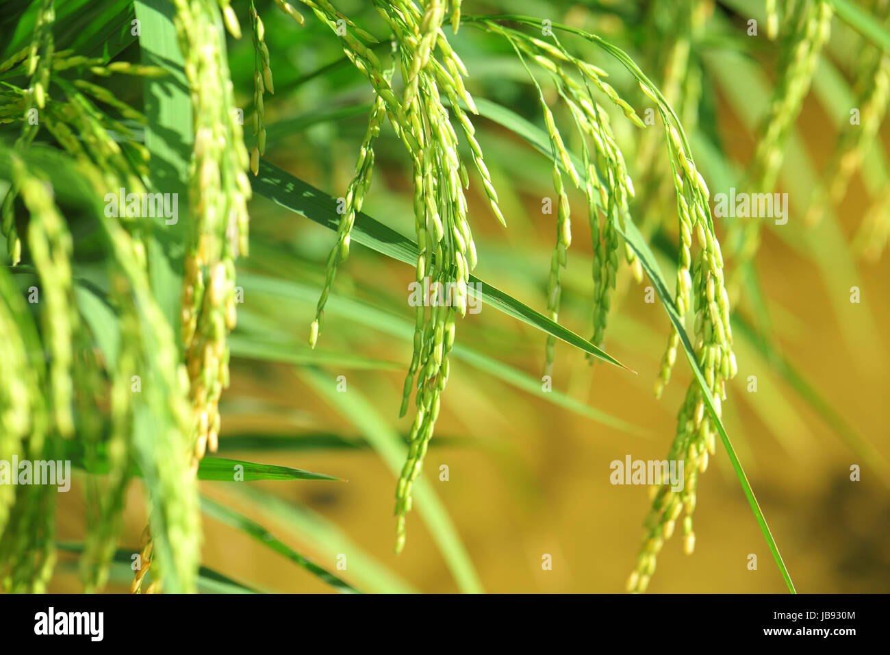 Paddy rice plant Stock Photo - Alamy