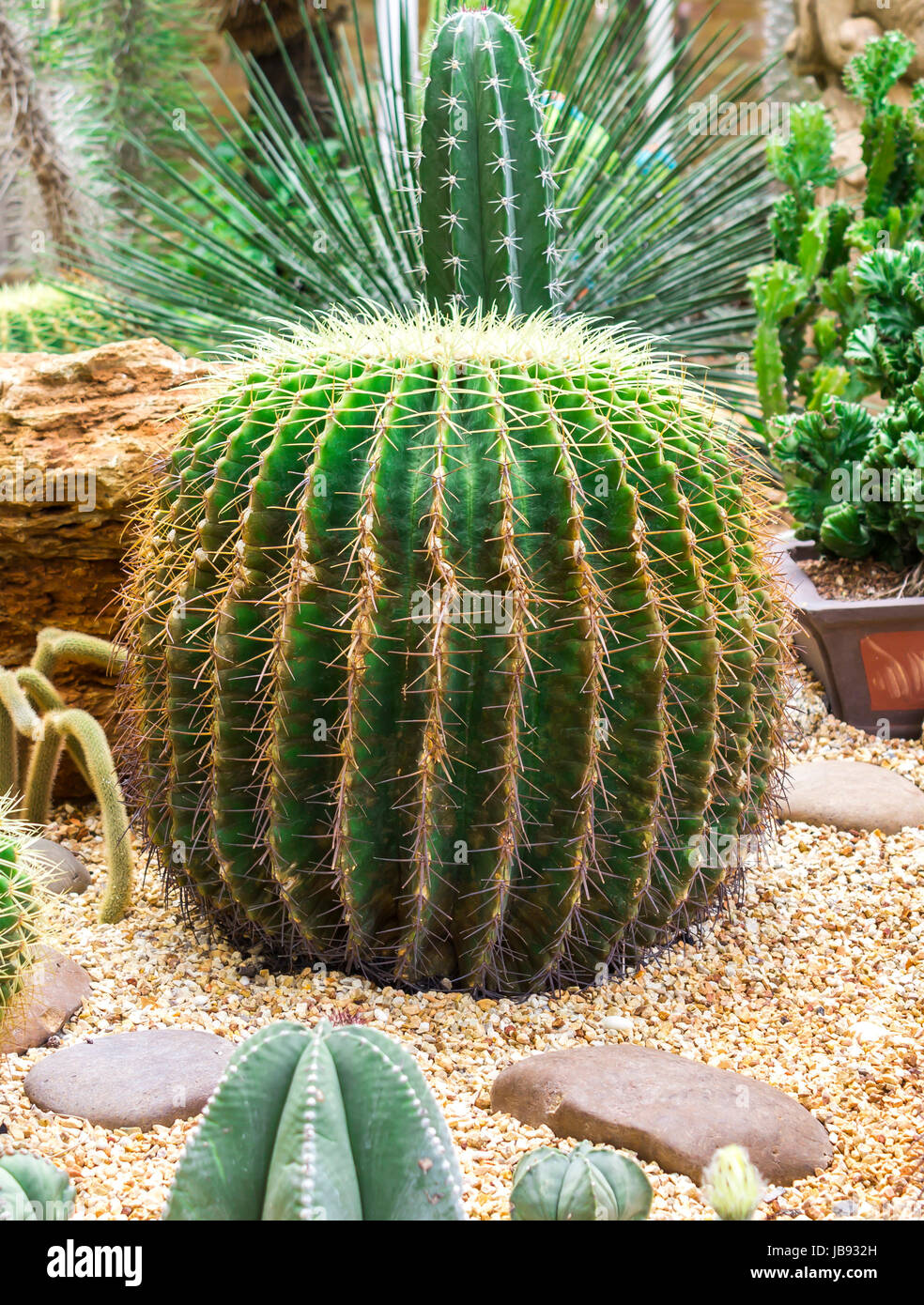 Closeup of globe cactus plant with long thorns Stock Photo - Alamy