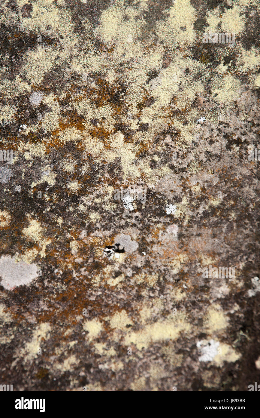 Fungus on rock Stock Photo - Alamy