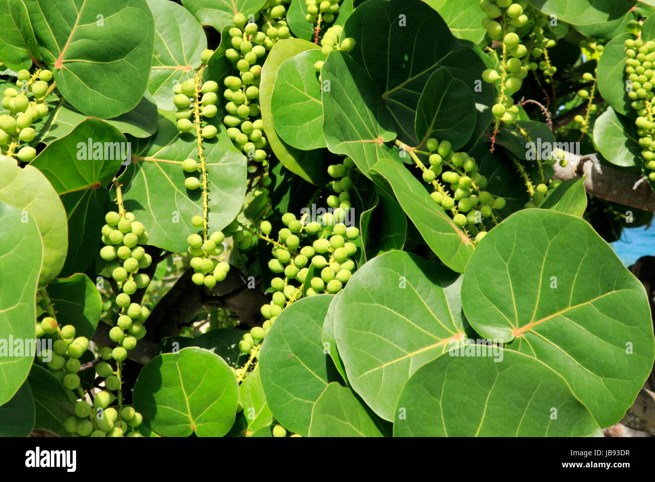 Beautiful closeup of wild and tropical seagrape or Coccoloba uvifera ...