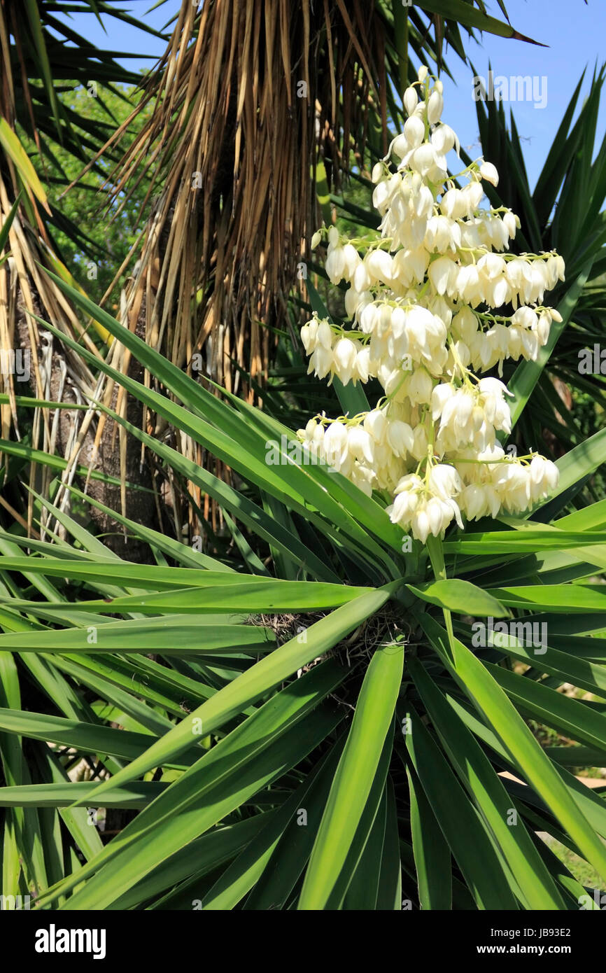 Beautiful, small white cream color clusters of flowers on top of a ...