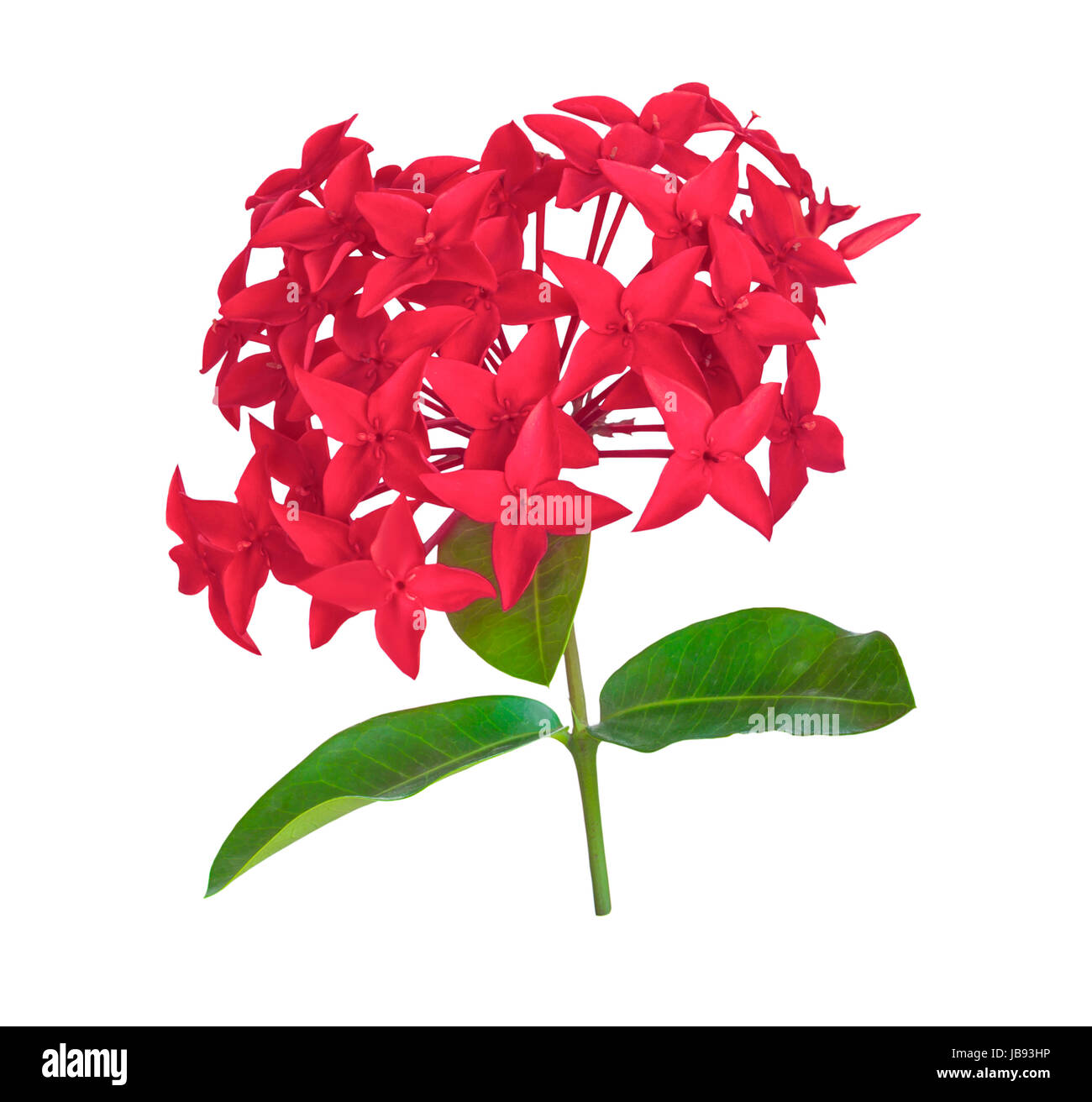 Red rubiaceae { Ixora coccinea } flower isolated on white background ...