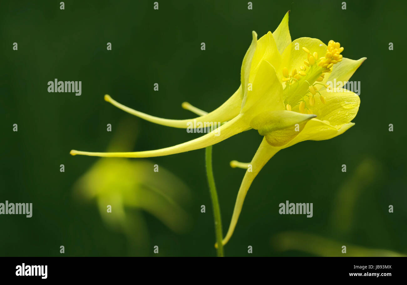 gold spur columbine Stock Photo - Alamy