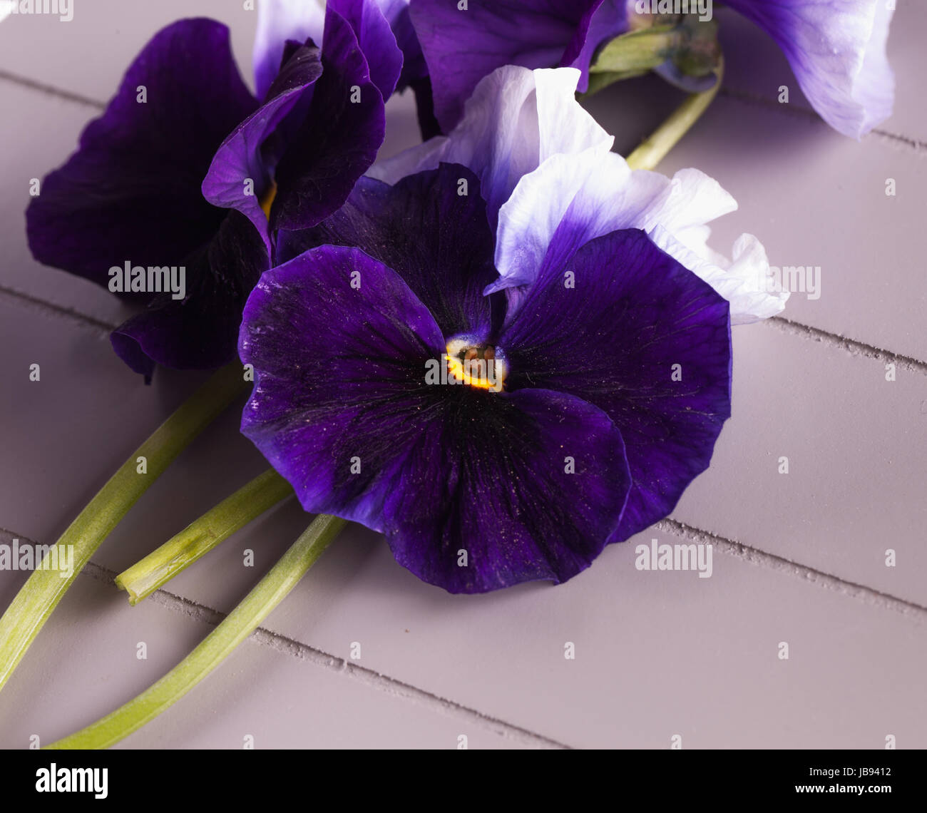 Four white and purple violets over wooden background Stock Photo - Alamy