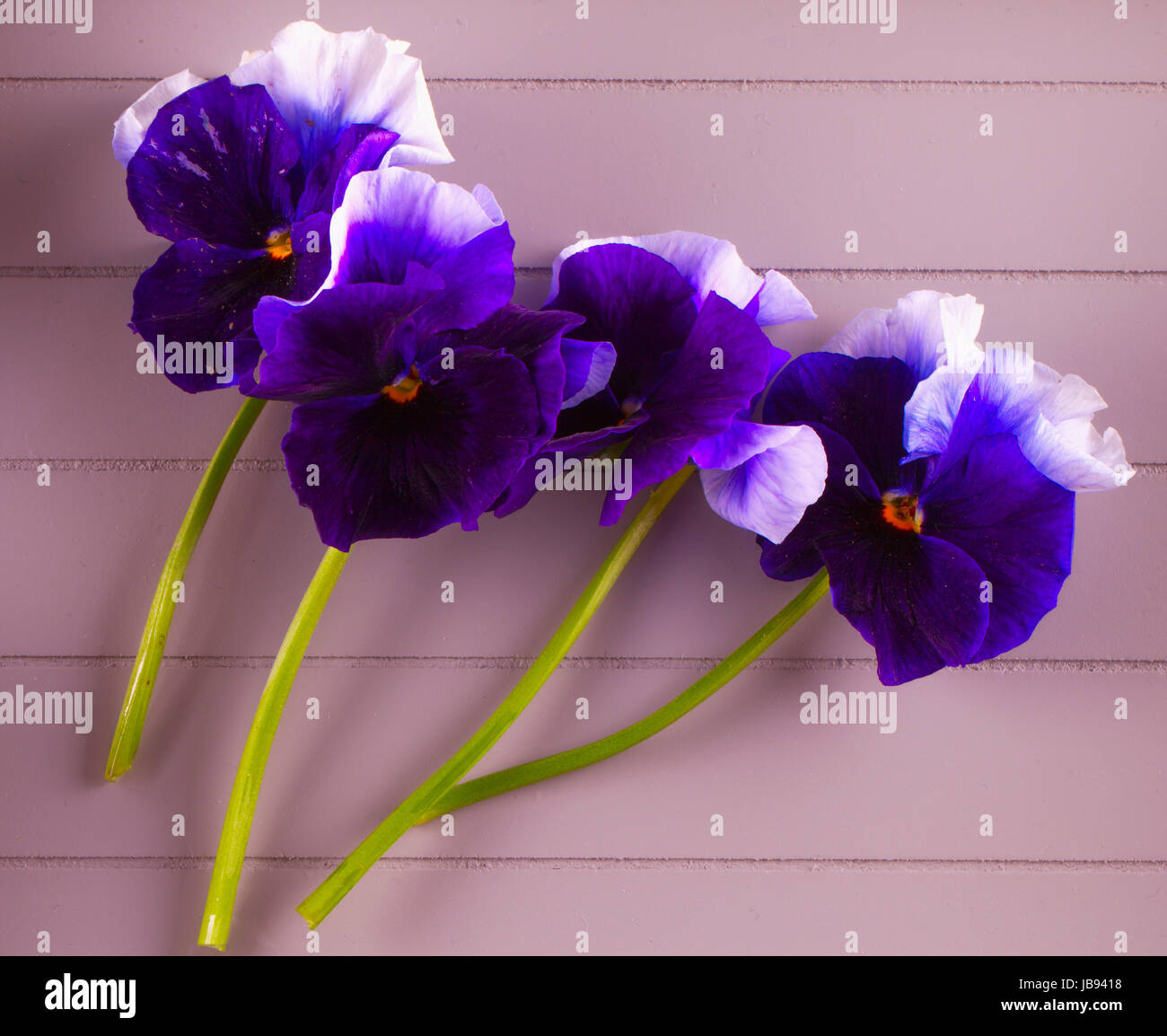 Four white and purple violets over wooden background Stock Photo - Alamy