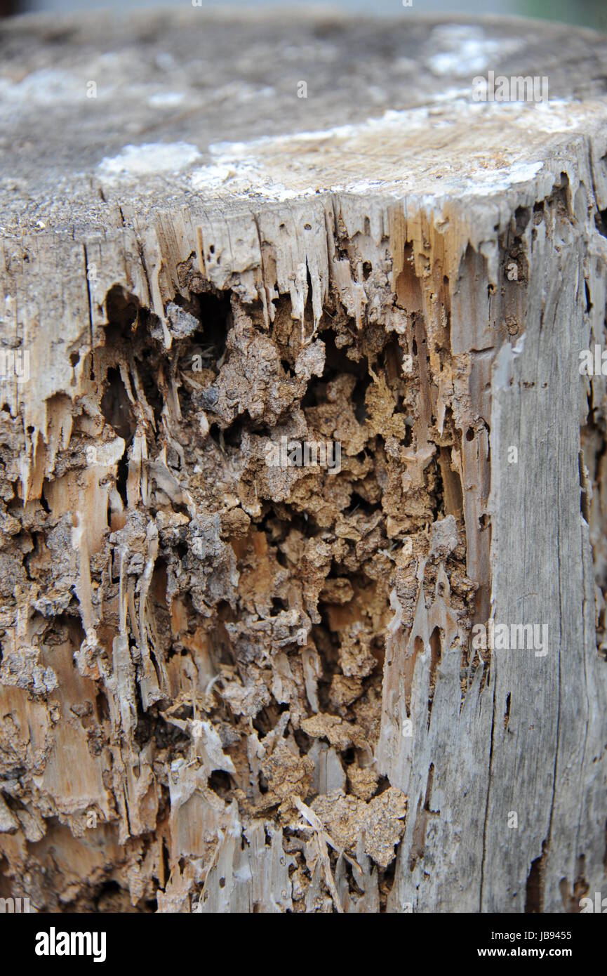 from termiten gefressenes holz Stock Photo - Alamy
