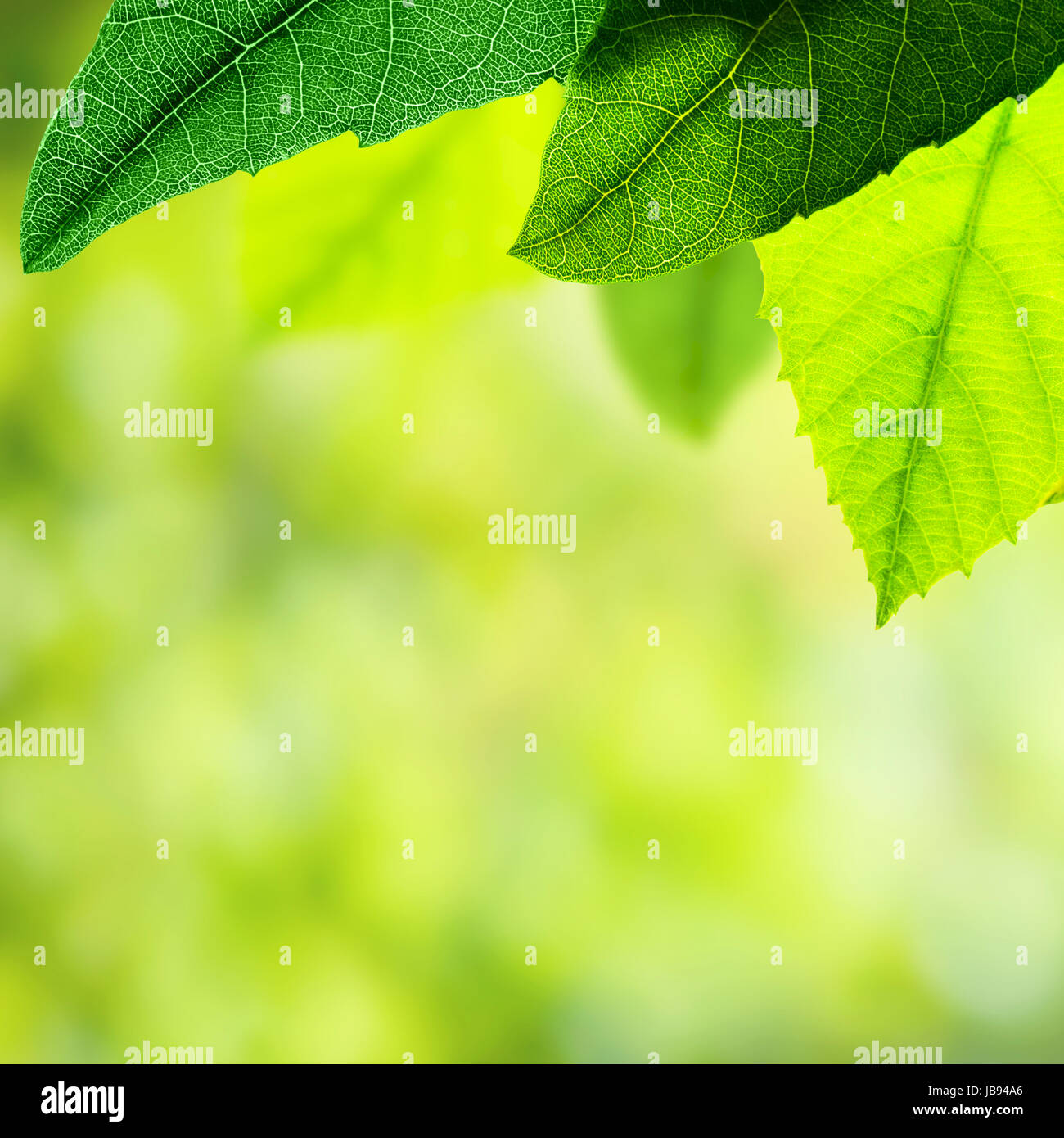 Green spring leaves background Stock Photo - Alamy