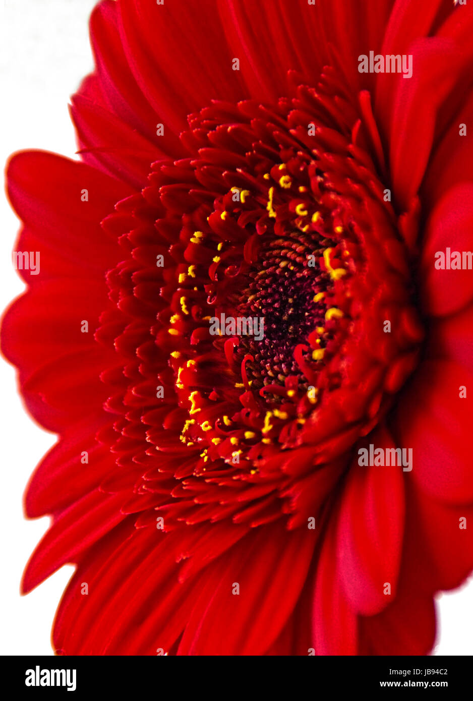 Glorious gerbera hi-res stock photography and images - Alamy