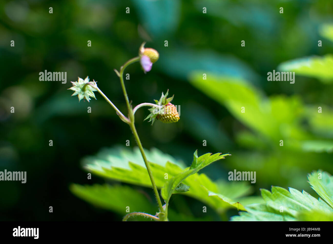beautiful nature flower in a European Garden Stock Photo - Alamy