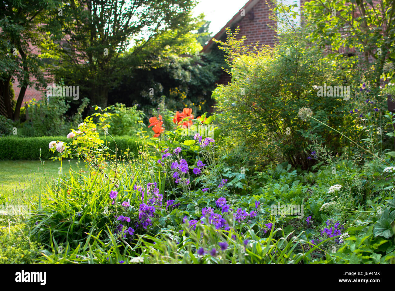 beautiful nature flower in a European Garden Stock Photo - Alamy