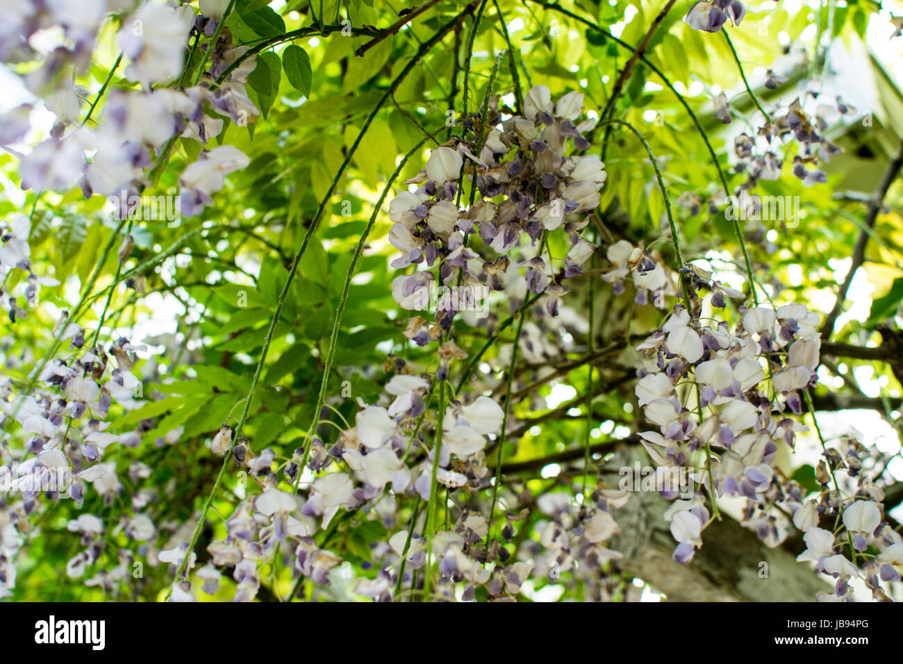 beautiful nature flower in a European Garden Stock Photo - Alamy