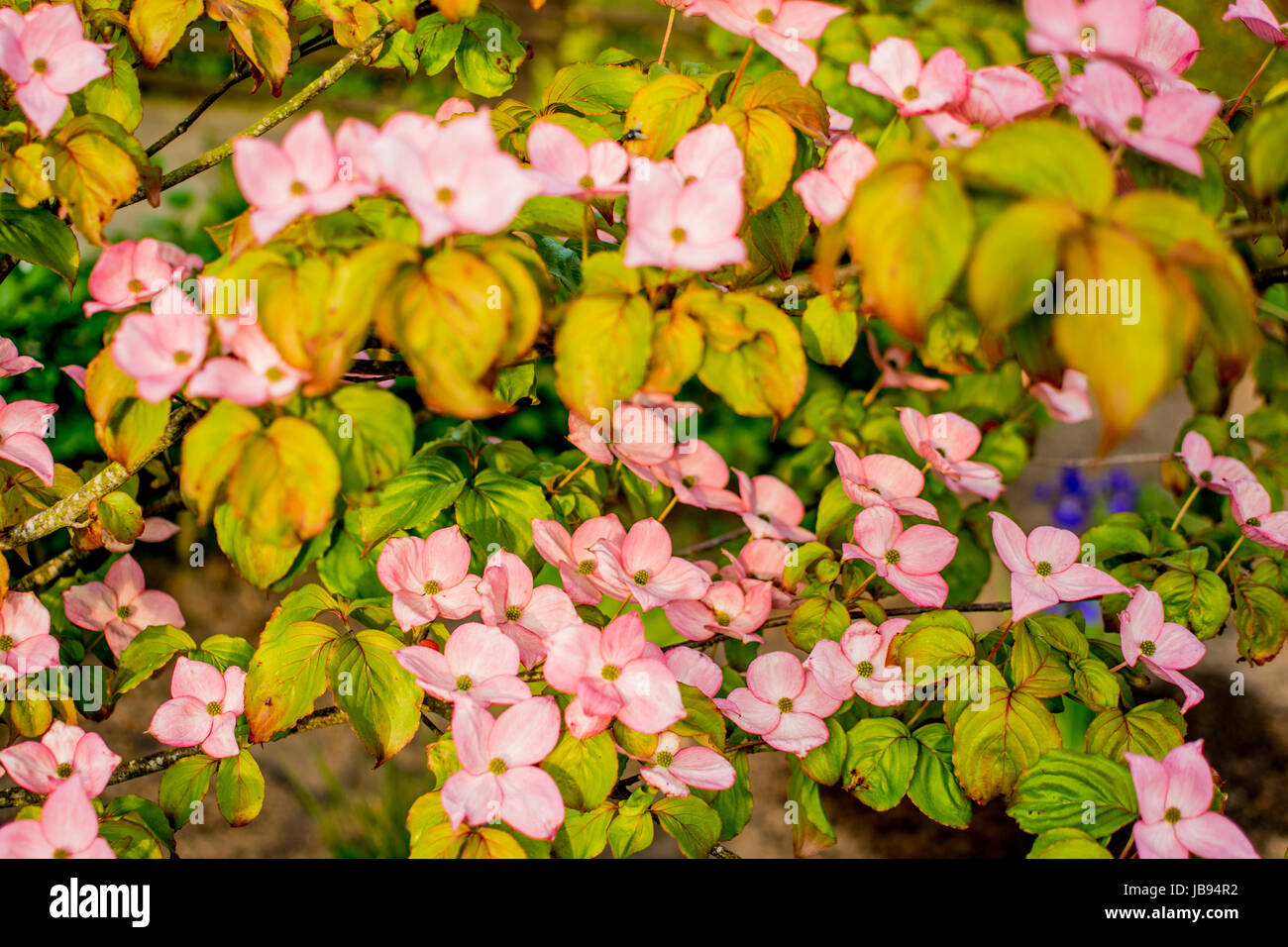 beautiful nature flower in a European Garden Stock Photo - Alamy