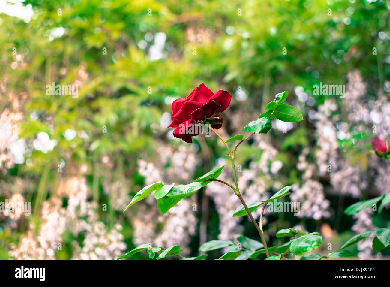 beautiful nature flower in a European Garden Stock Photo - Alamy