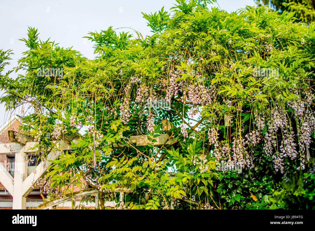 beautiful nature flower in a European Garden Stock Photo - Alamy