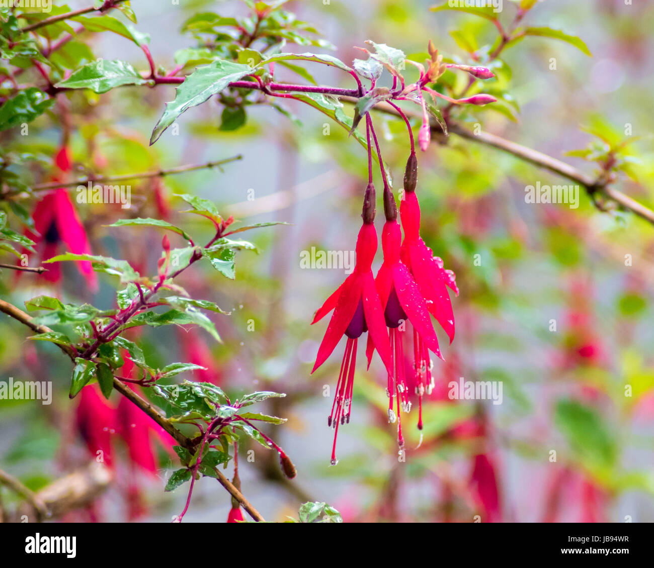Fuchsia leaves hi-res stock photography and images - Alamy