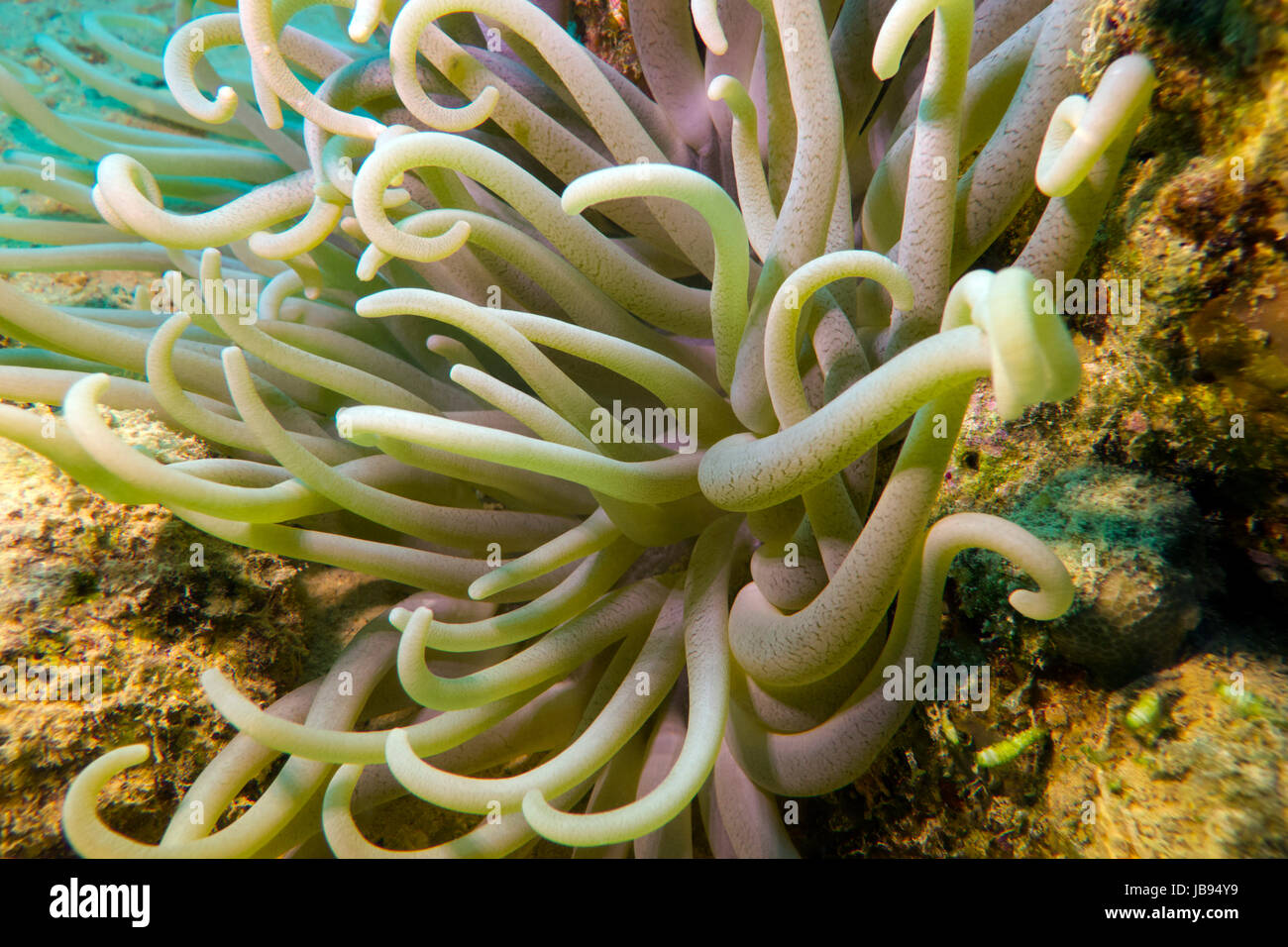 coral reef with sea anemones Stock Photo - Alamy