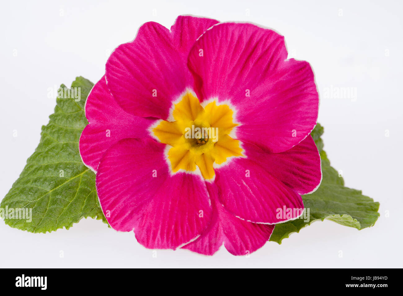 beautiful spring flowers of pink primula -close up Stock Photo - Alamy