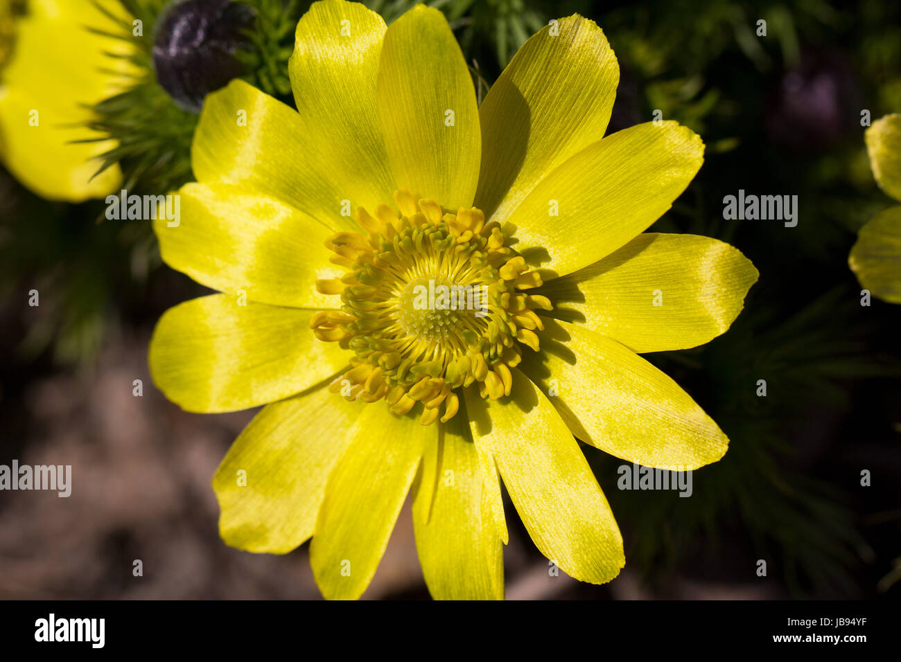 spring flower of adonis vernalis in the garden closeup Stock Photo - Alamy