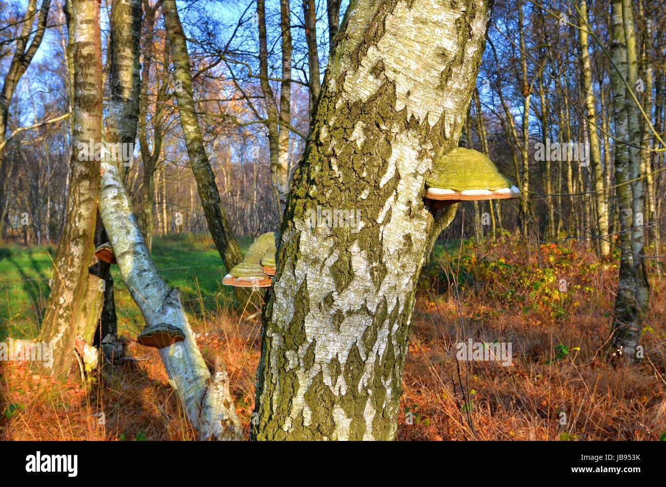 fen setting sun Stock Photo - Alamy