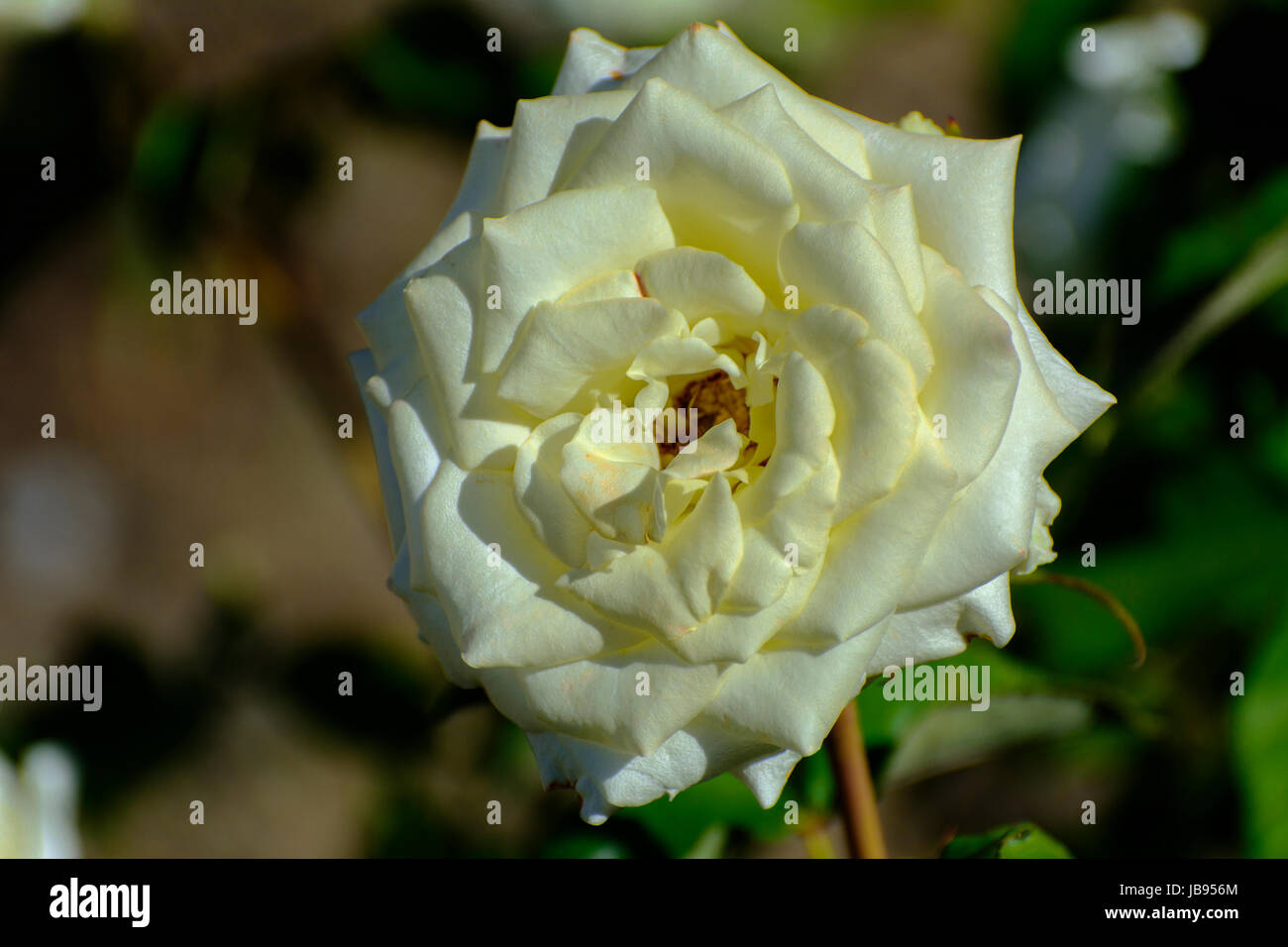 Beautiful floral background. Amazing view of a white rose blooming in ...