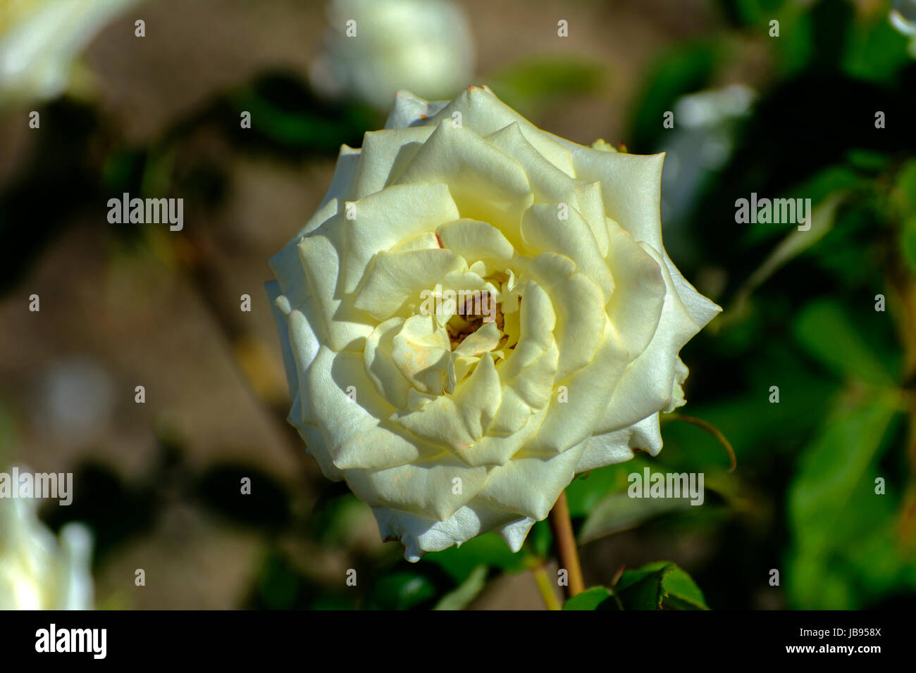 Beautiful floral background. Amazing view of a white rose blooming in ...