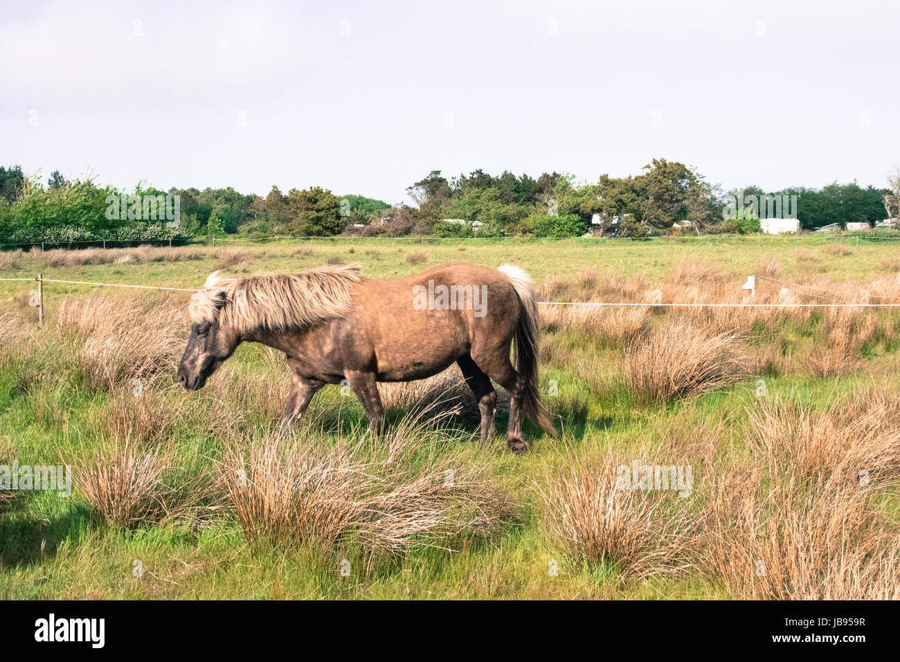 a lovely horse in a big green field Stock Photo - Alamy