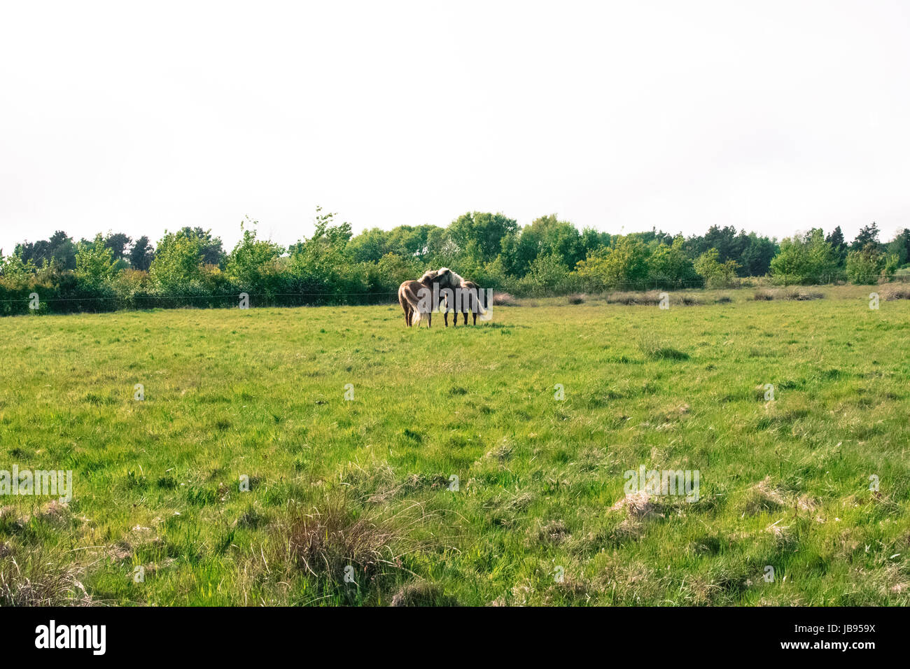 a lovely horse in a big green field Stock Photo - Alamy