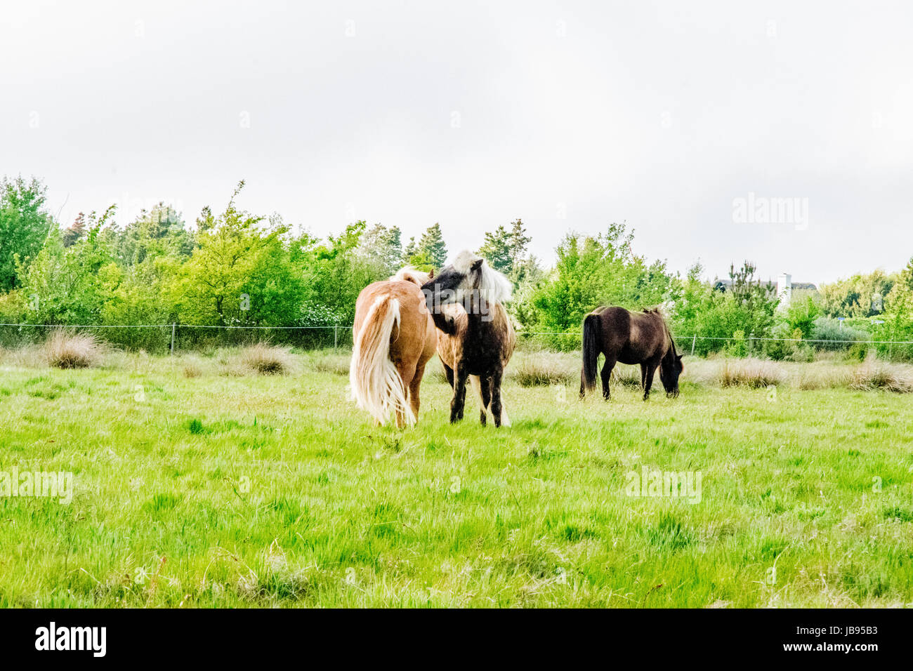 Pony in field head and neck hi-res stock photography and images - Alamy