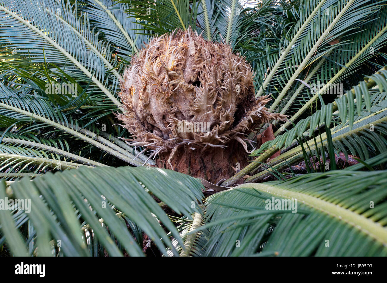 Cycas revoluta palme hi-res stock photography and images - Alamy