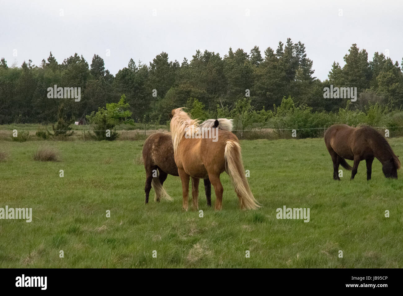 Pony in field head and neck hi-res stock photography and images - Alamy