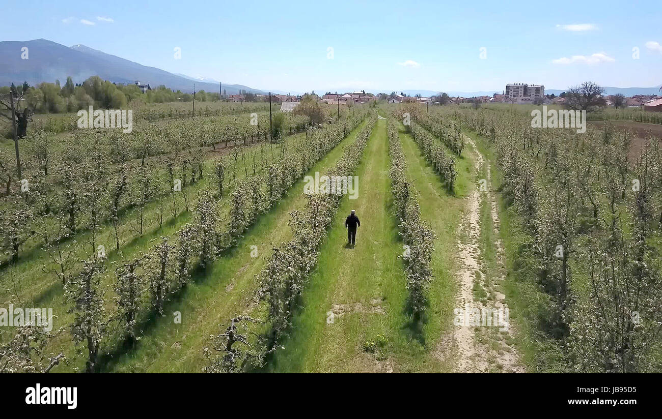 image of an blossoming apple orchard in spring, aerial view Stock Photo ...