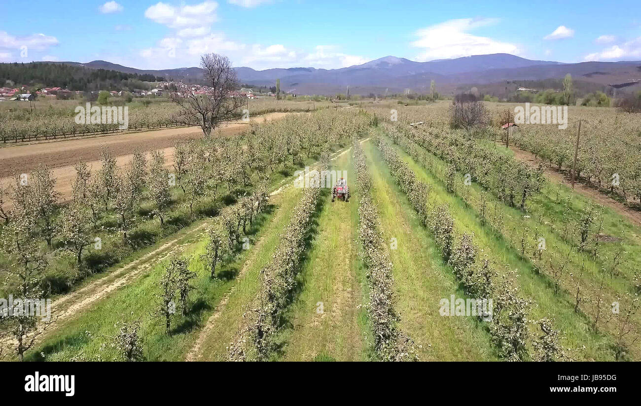 image of an blossoming apple orchard in spring, aerial view Stock Photo ...