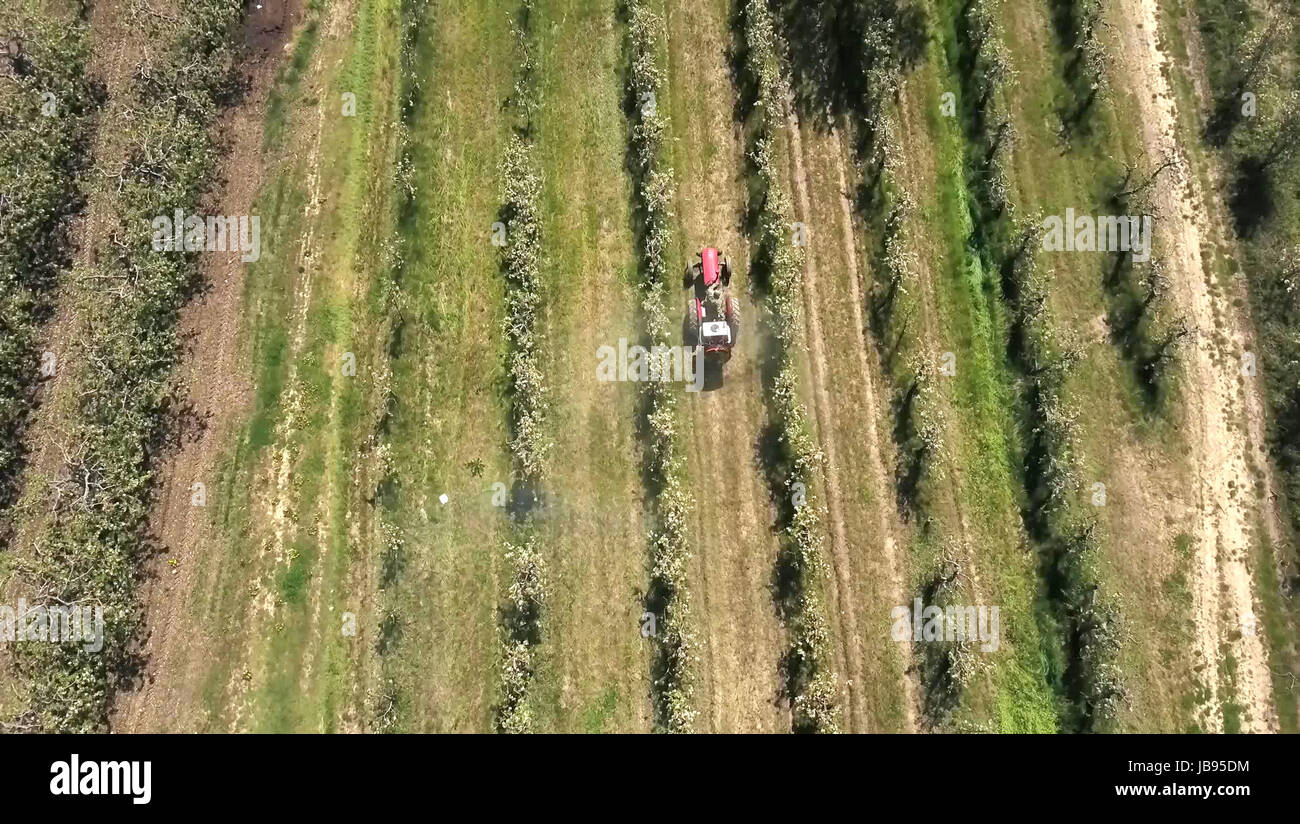image of an blossoming apple orchard in spring, aerial view Stock Photo ...