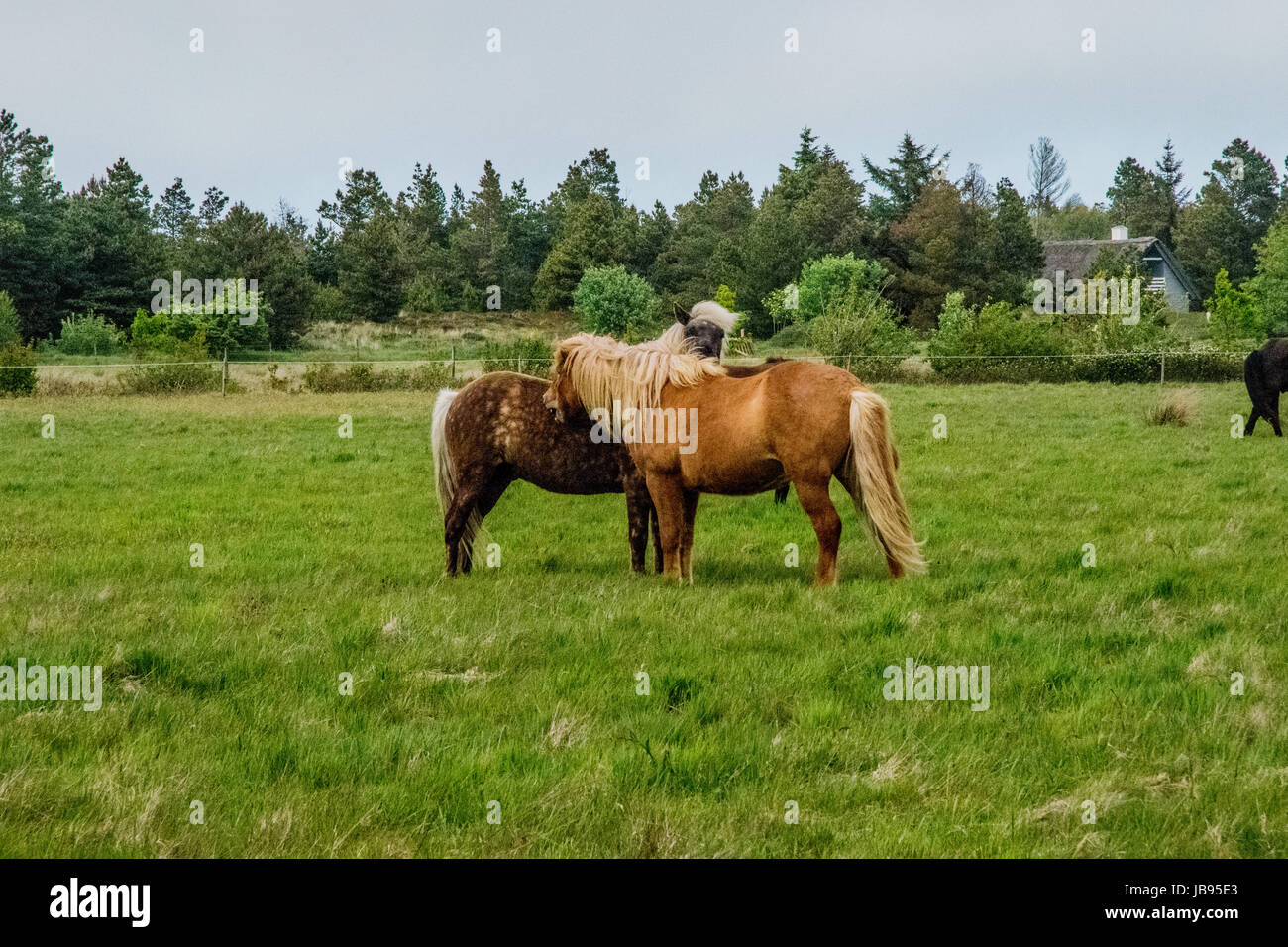 a lovely horse in a big green field Stock Photo - Alamy
