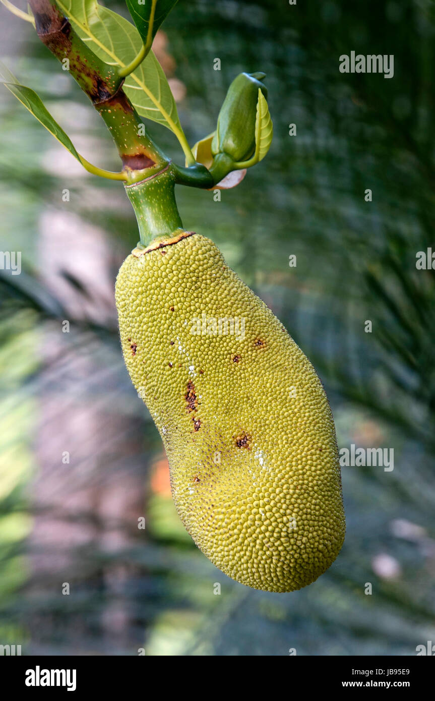 Jackfruchtbaum, Jackfrucht-Baum (Artocarpus heterophyllus ...
