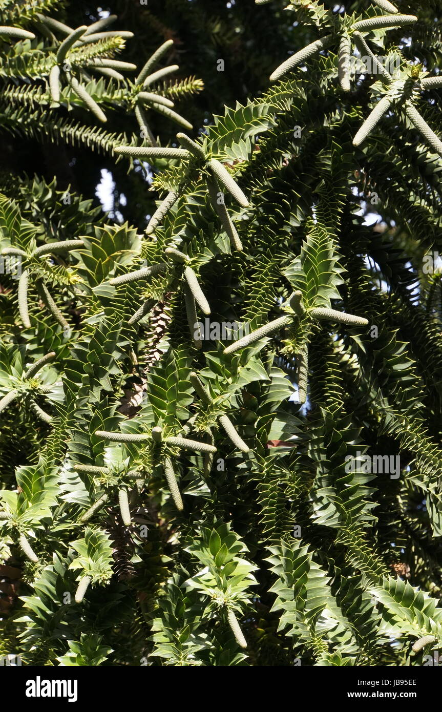 Queensland-Araukarie (Araucaria bidwillii), Äste mit Knospen, Puerto de ...