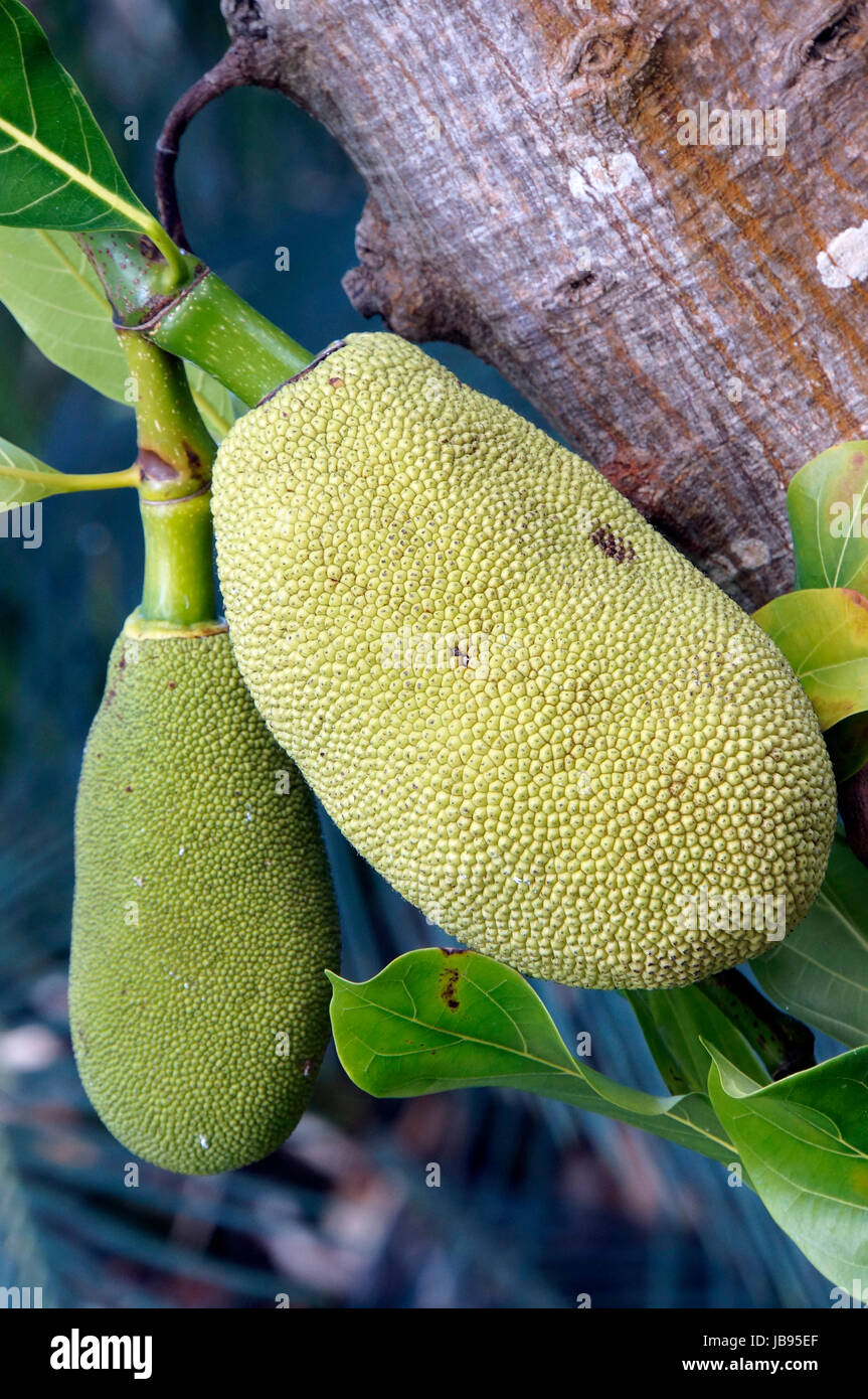 Jackfruchtbaum, Jackfrucht-Baum (Artocarpus heterophyllus ...