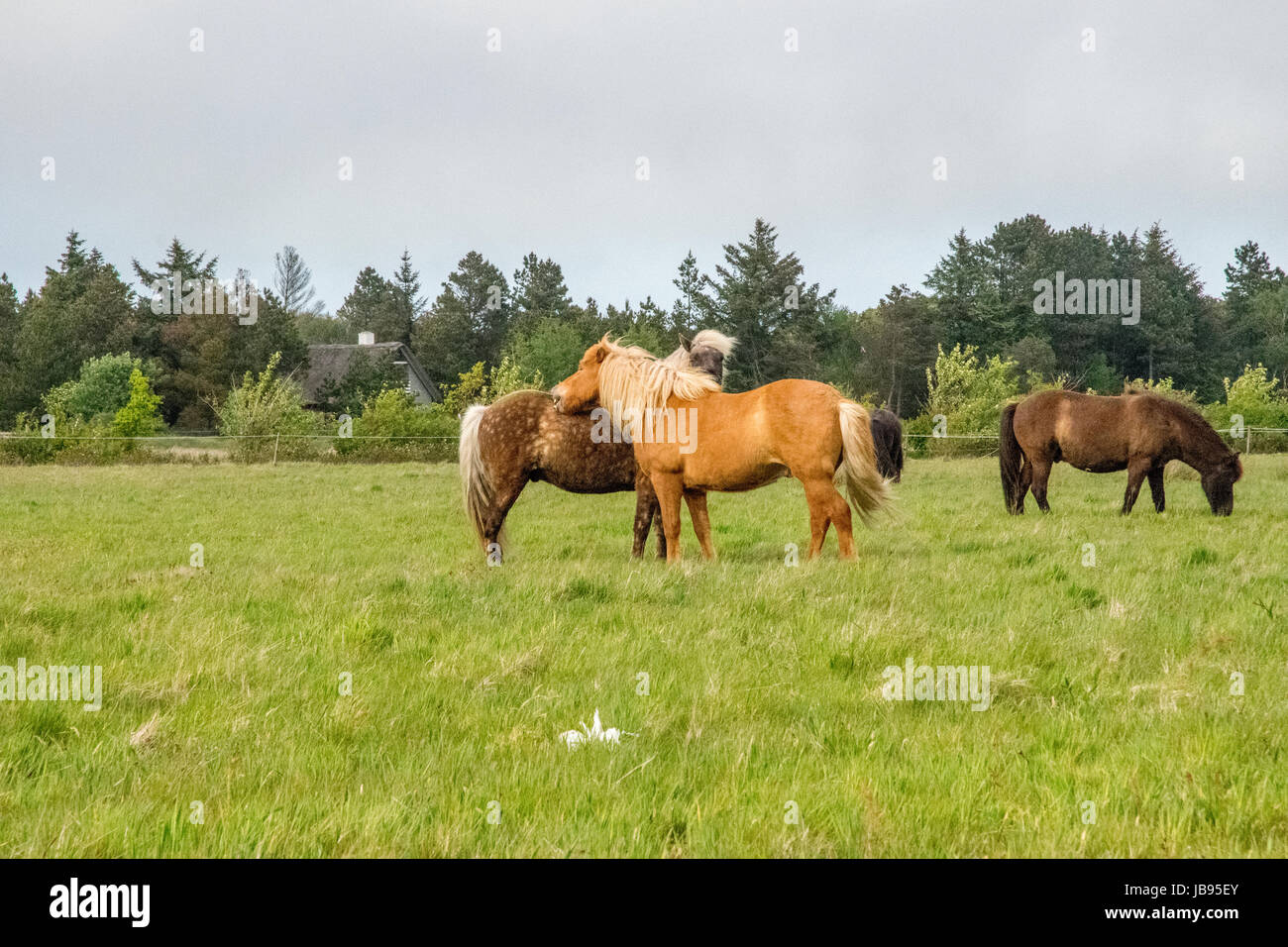 a lovely horse in a big green field Stock Photo - Alamy